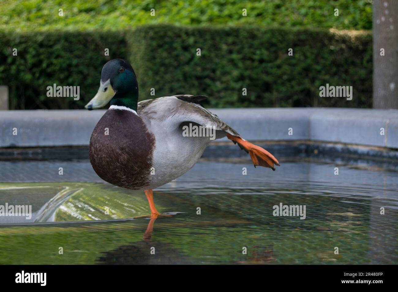 Male duck standing on one leg with the other outstretched Landscape ...