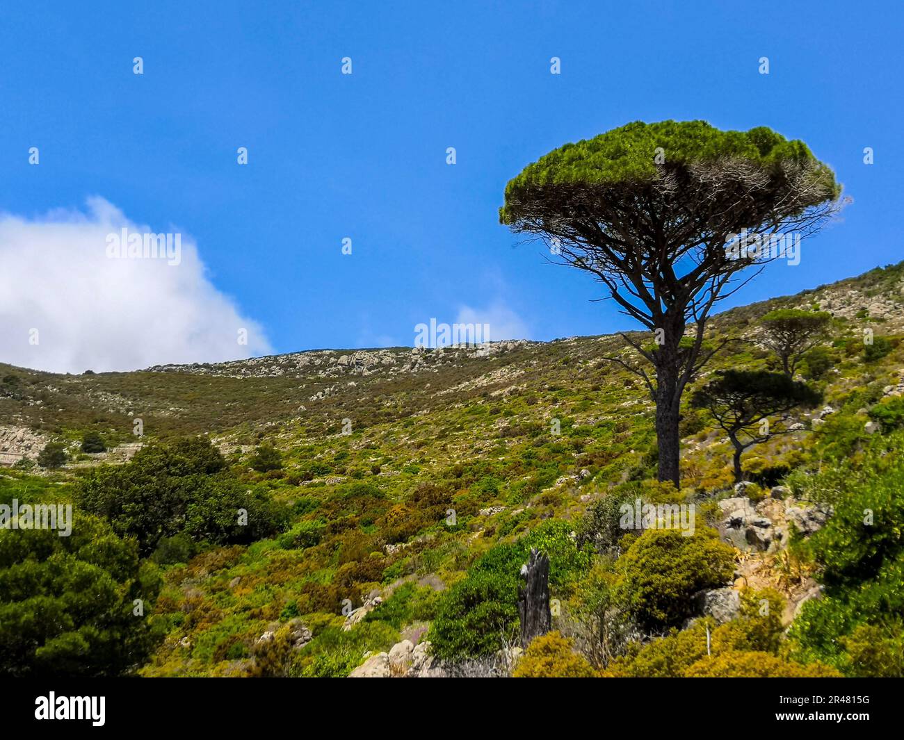 Stately pine hi-res stock photography and images - Alamy