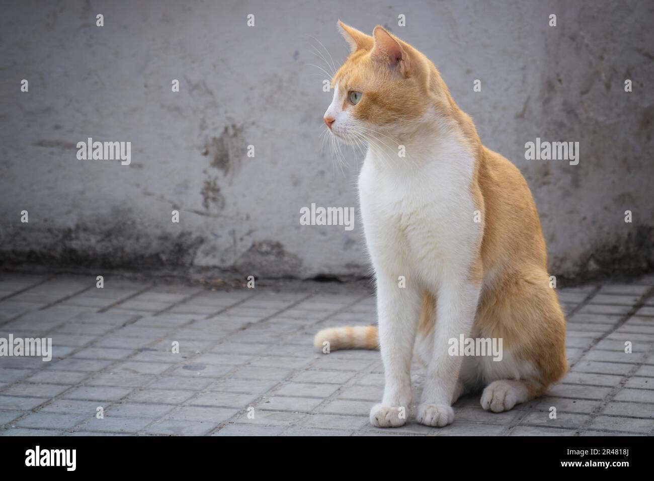 A curious orange and white feline atop a brick floor, looking around ...