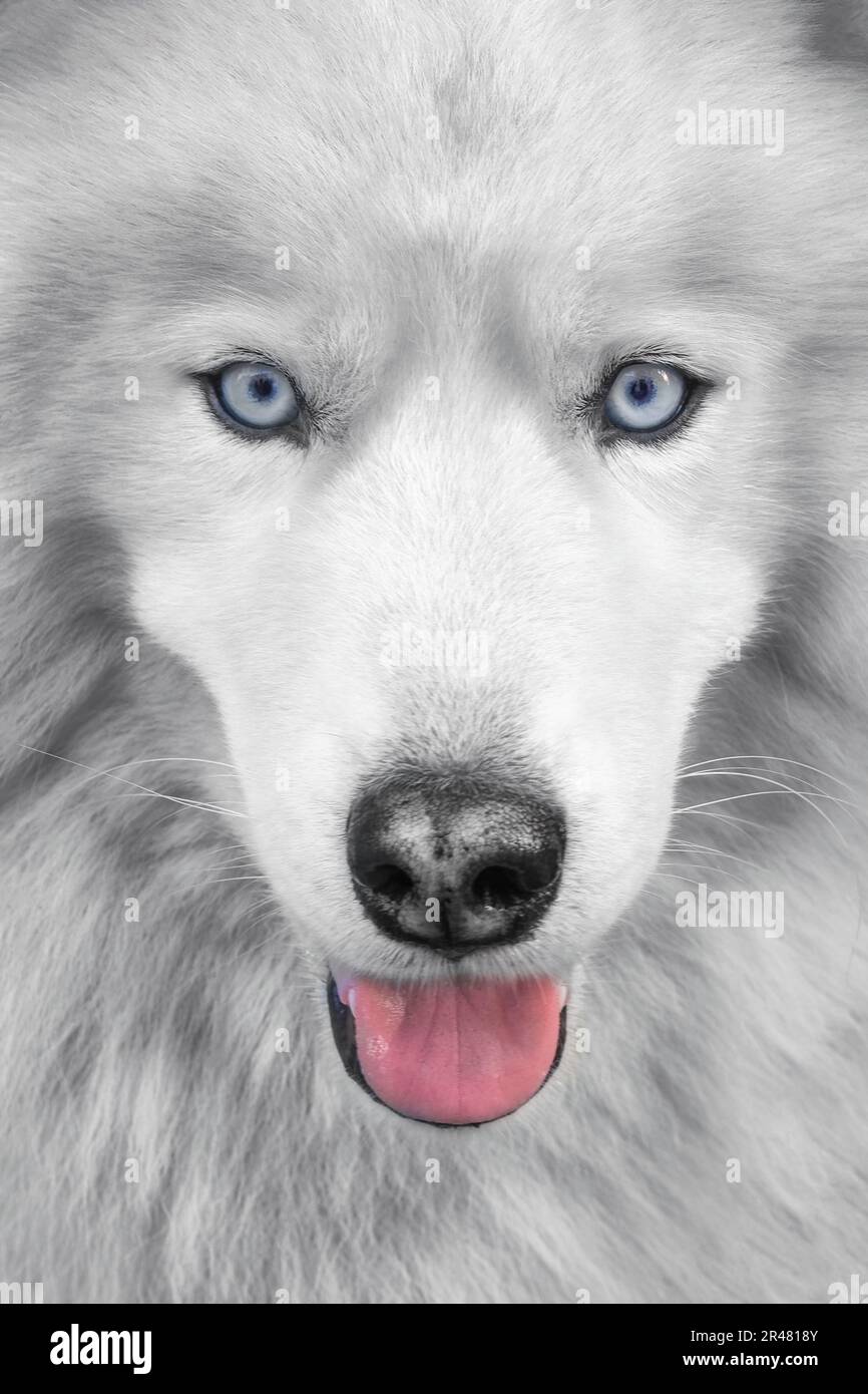 A Siberian Husky dog with striking blue eyes stares directly into the ...