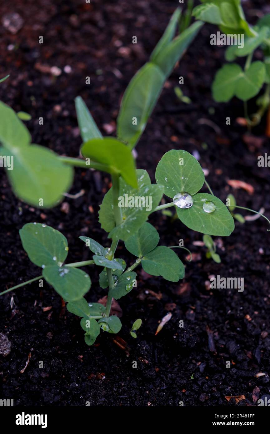 close up of a water drop on a seedling plant, black soil background ...