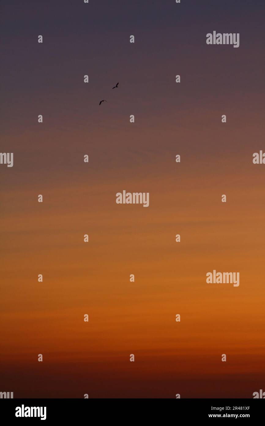 Two seagulls on beach sunset hi-res stock photography and images - Alamy