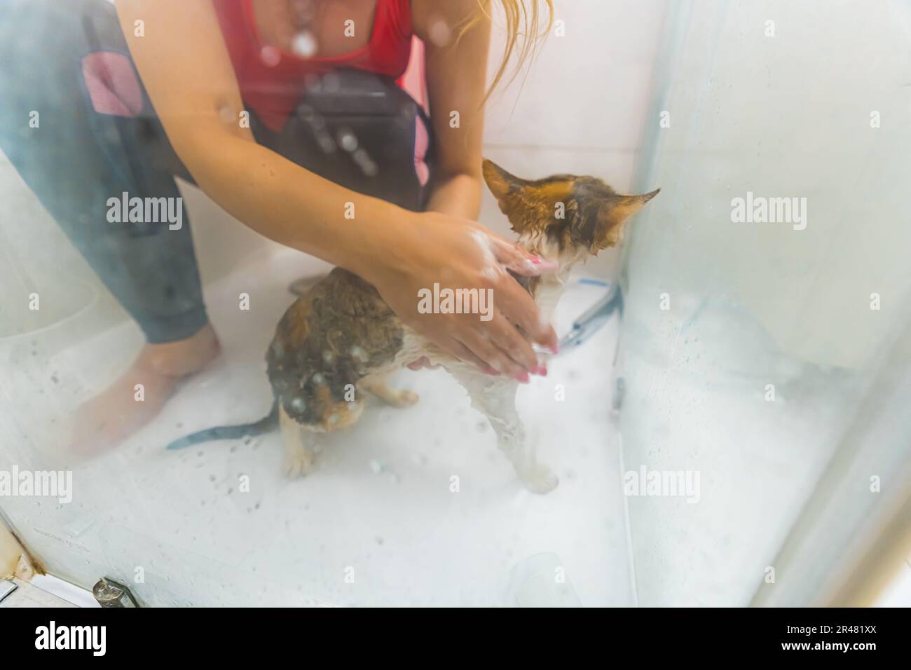 Scared wet Devon Rex cat given a shower by woman, pets concept. High quality photo Stock Photo ...