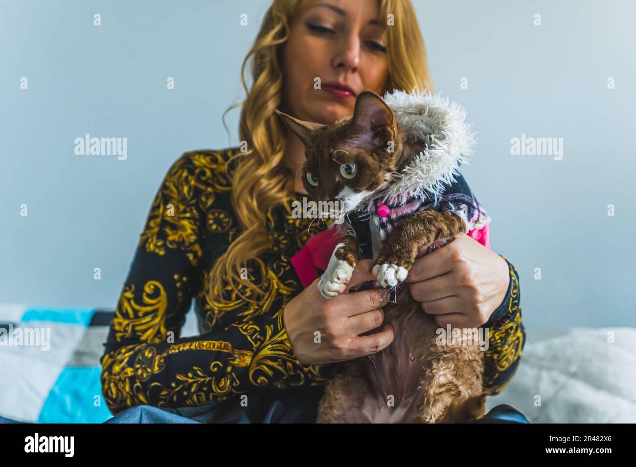 woman dressing up her Devon rex cat in cute clothes, taking care of pets. High quality photo ...