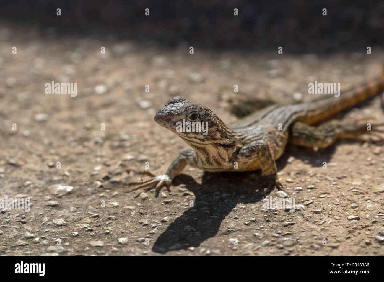 A solitary lizard perched on the dirt ground, its scales glimmering in ...