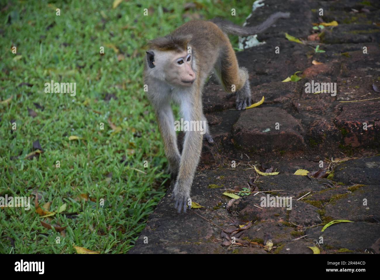 A brown monkey curiously walks around a lush green park, exploring its ...