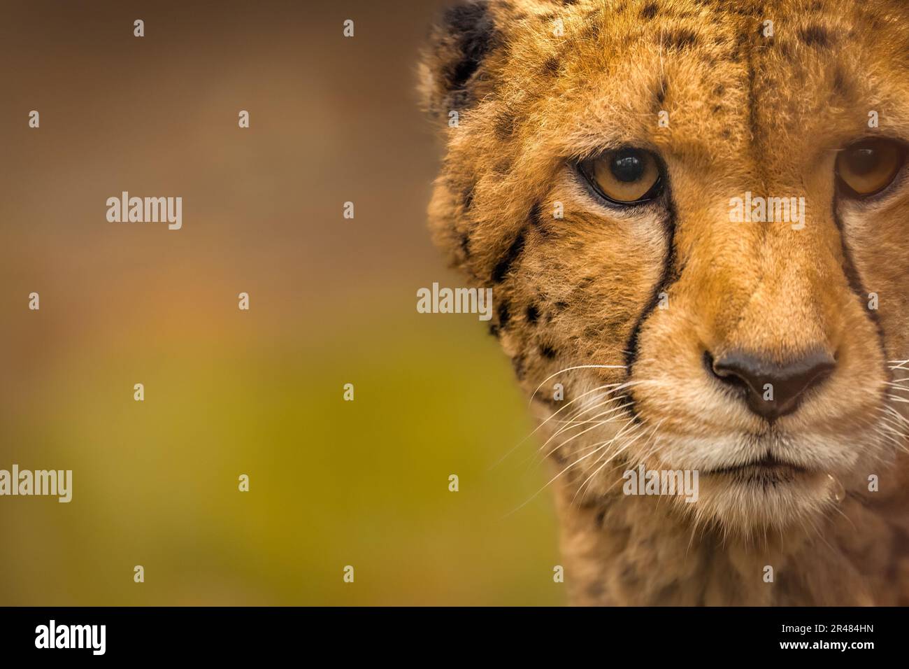 Cheetah bright eyes hi-res stock photography and images - Alamy