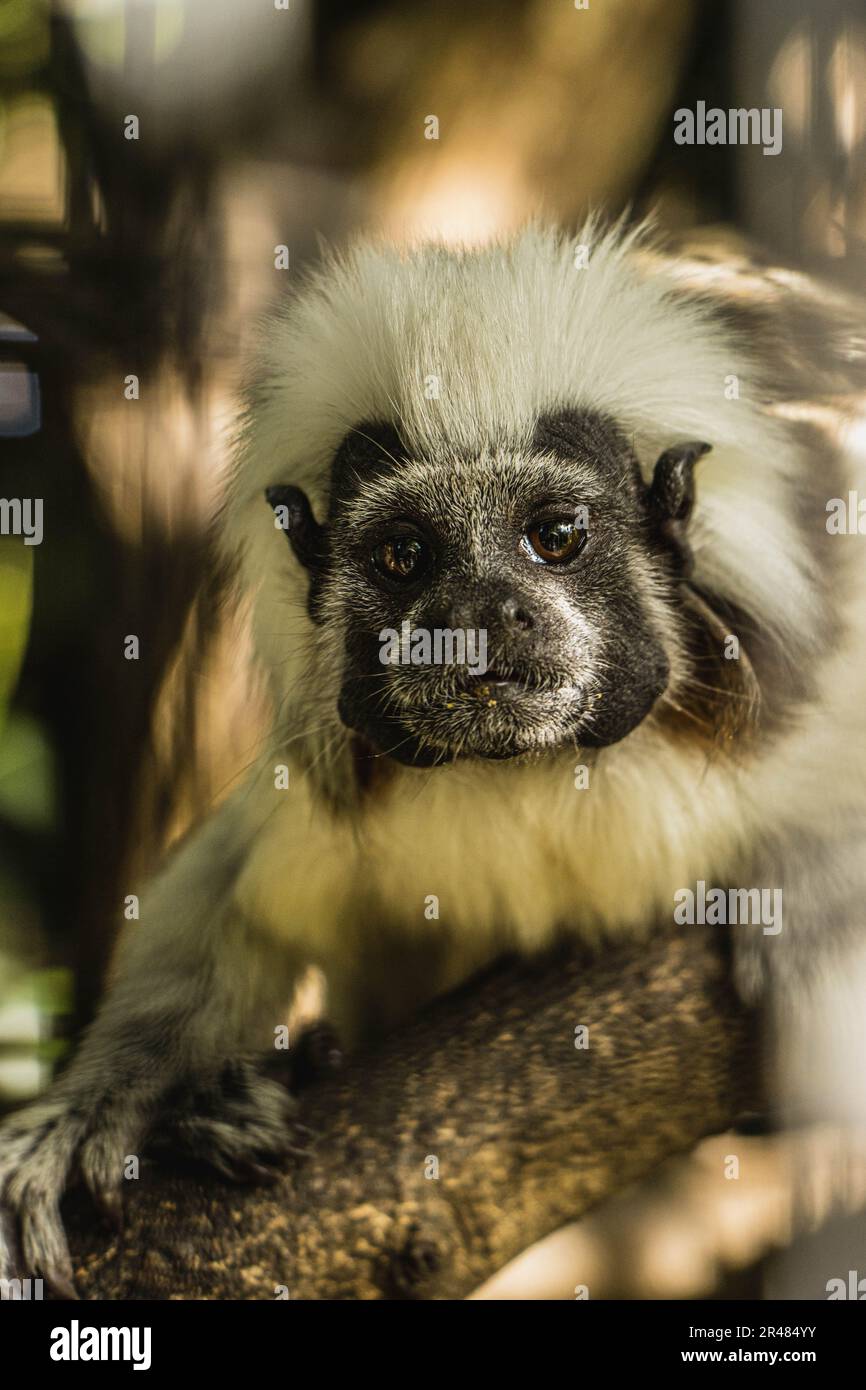 A high-resolution closeup of a tamarin monkey, showing its greyish fur ...