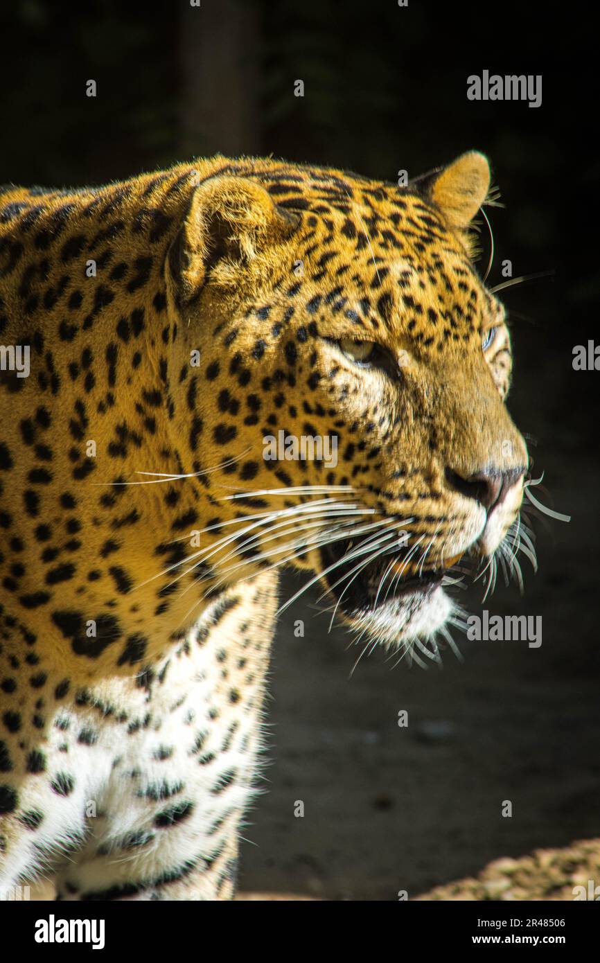 An adult leopard is walking across a dirt path in front of a cave ...
