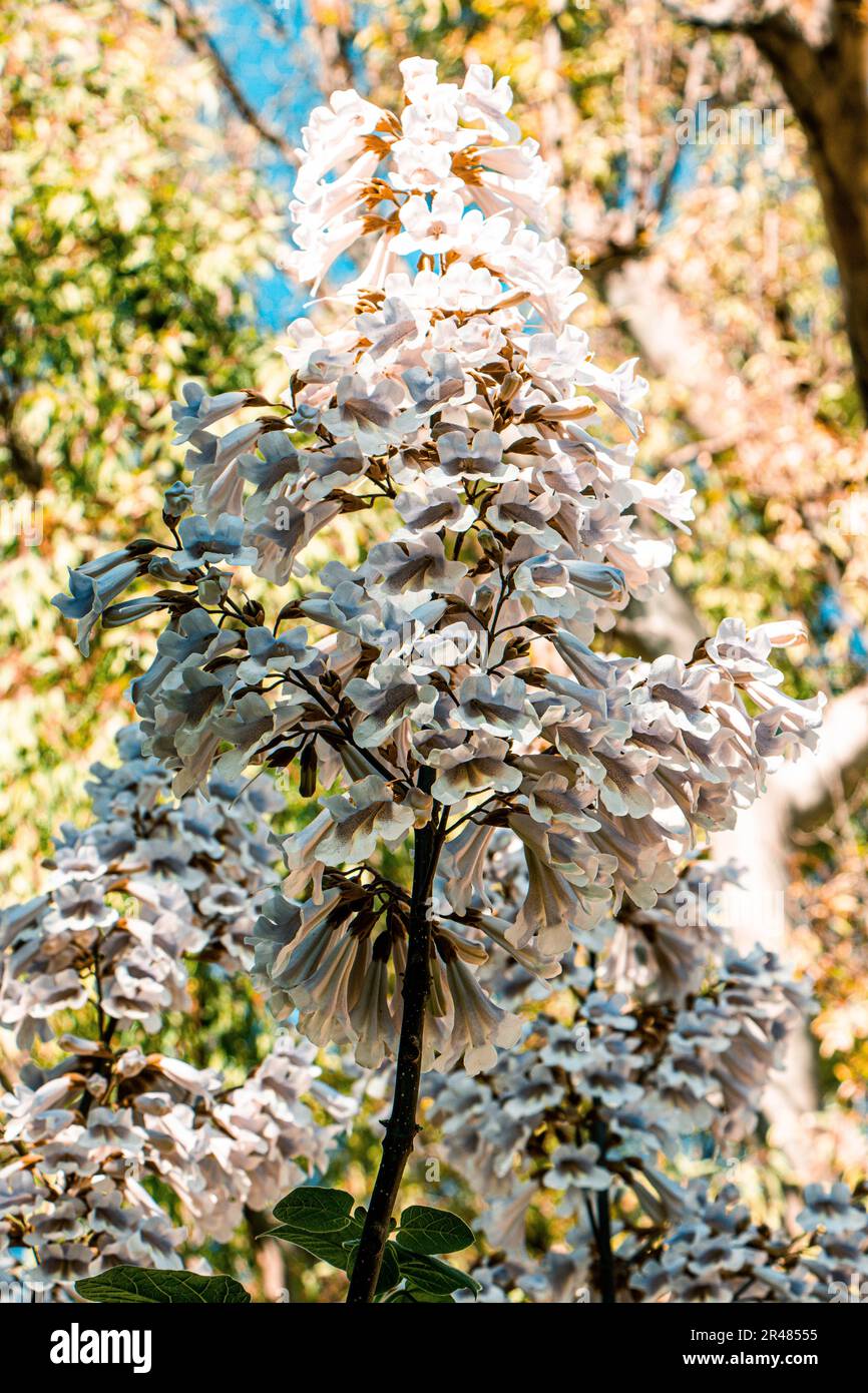 An image of a flowering plant featuring a tree with budded flowers ...