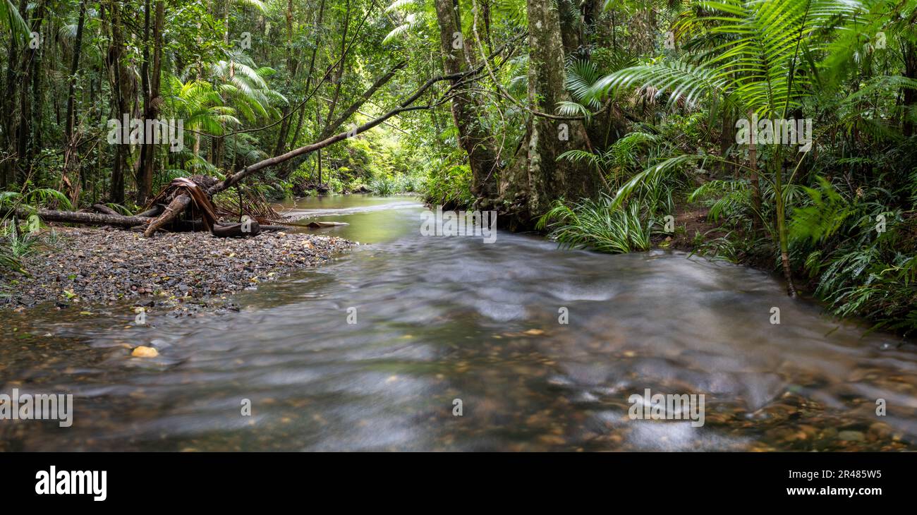 A calm stream runs through a lush tropical rainforest, surrounded by a ...