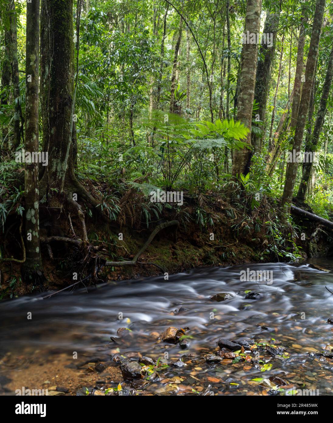 A tranquil stream of water meanders through a lush tropical rainforest ...