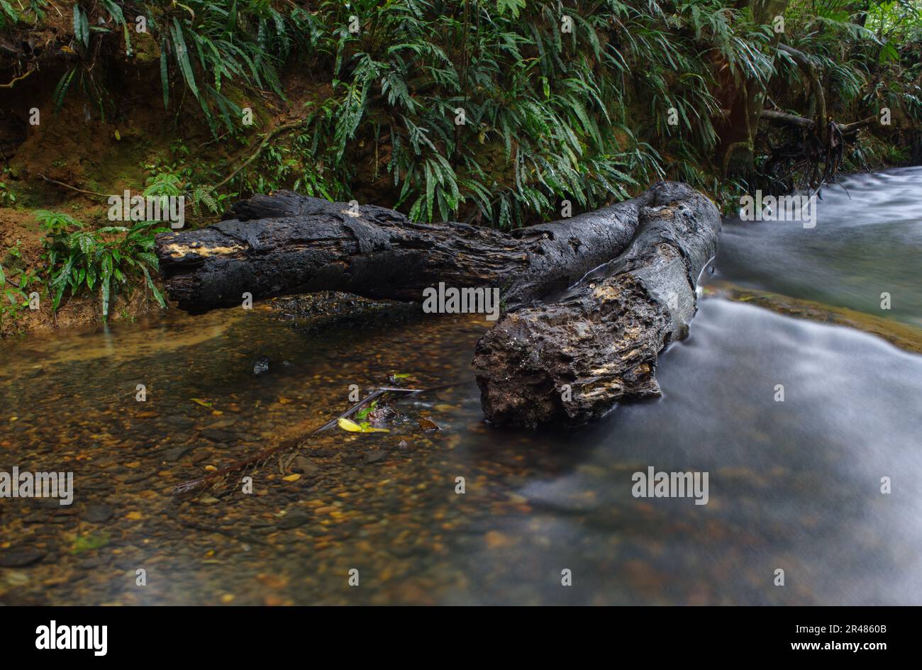 A scenic vista of a running river in a lush tropical jungle, with logs ...