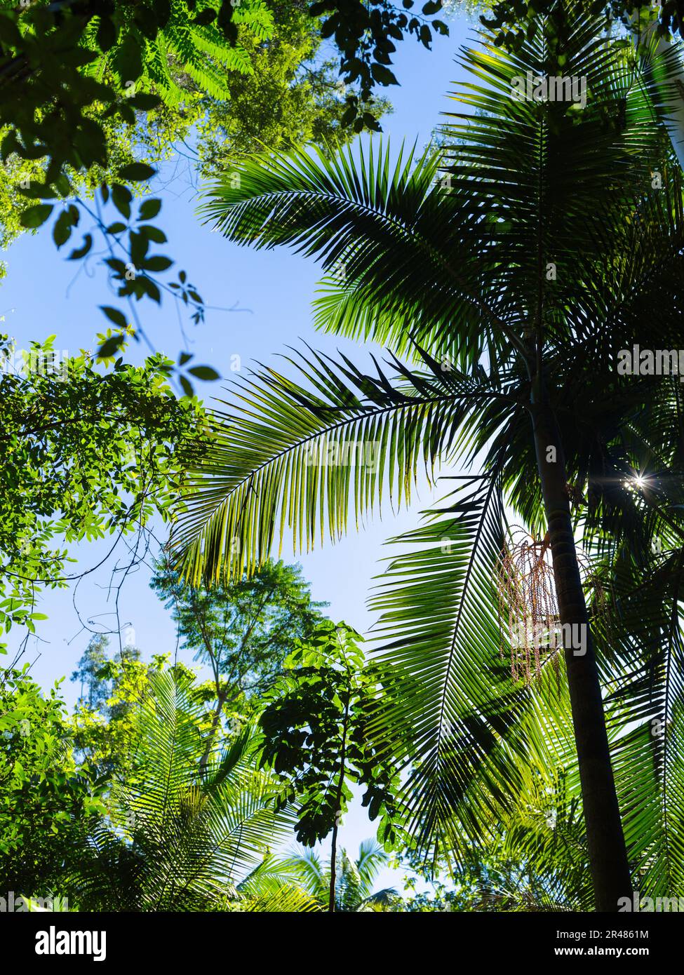 A vibrant and lush tropical jungle scene featuring a bright blue sky ...