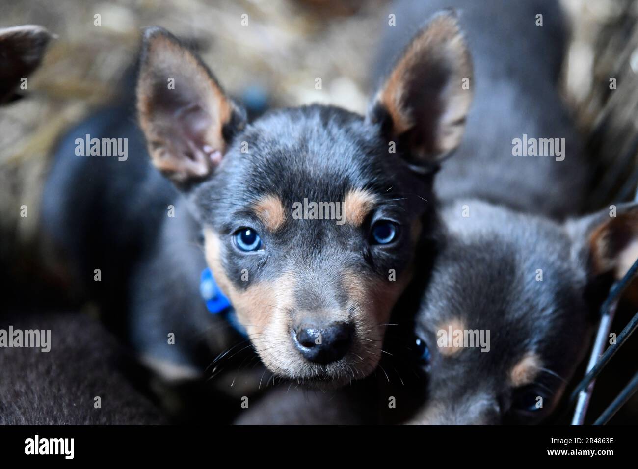 Black Australian Kelpie Mix