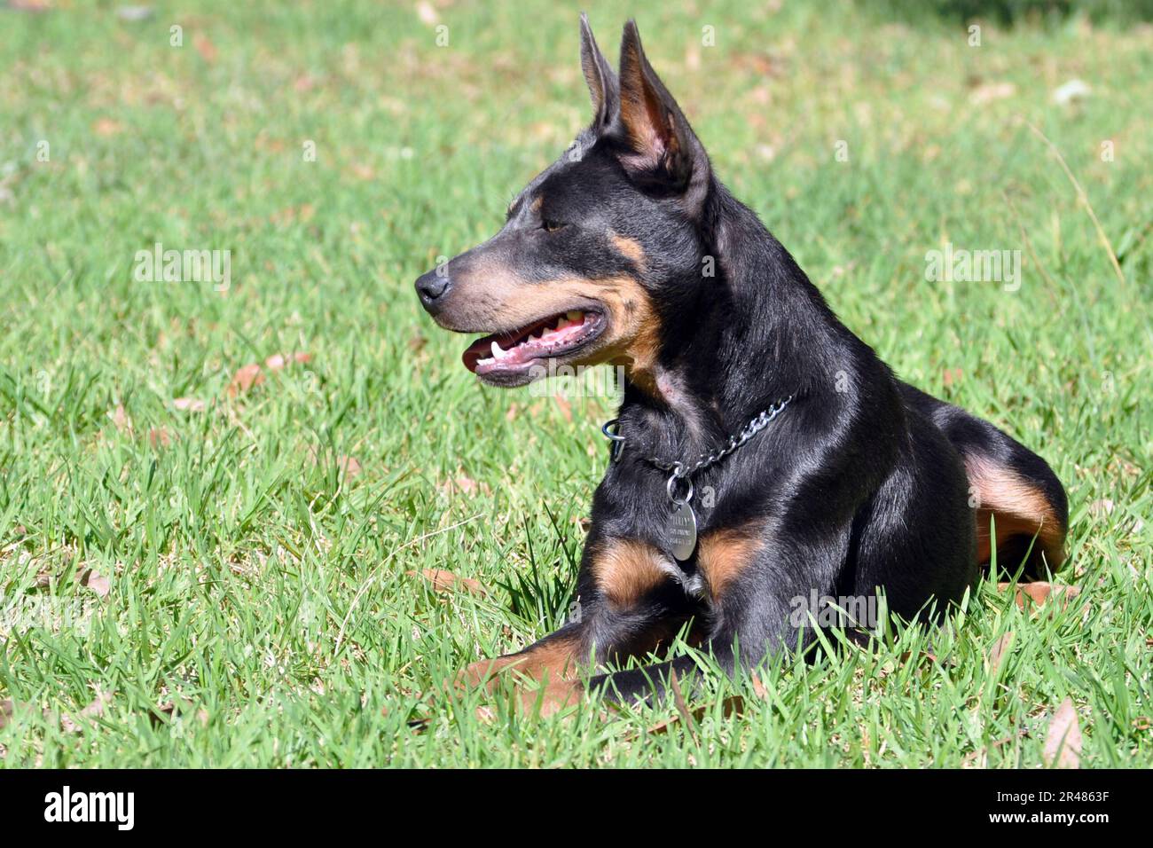 A close-up shot of a black Australian Kelpie dog resting in the grass ...
