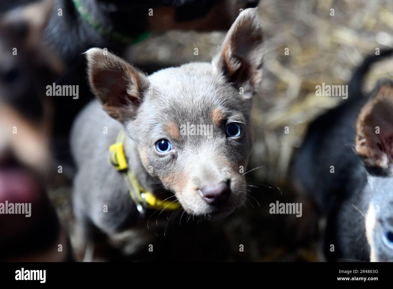 A close-up shot of a youthful Australian Kelpie puppy, with its soft ...