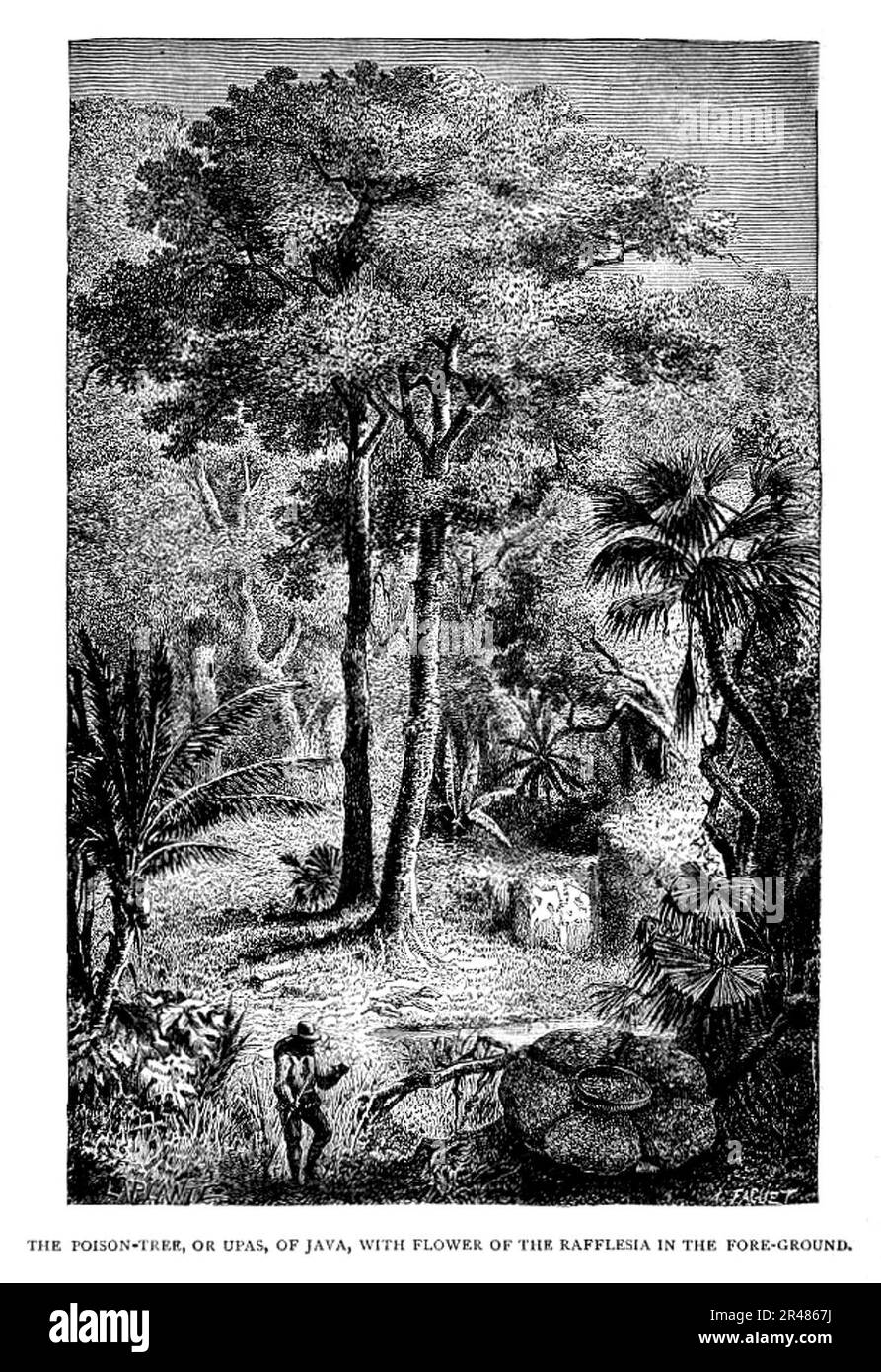Upas Tree - Antiaris toxicaria - 1887 Illustration Stock Photo - Alamy