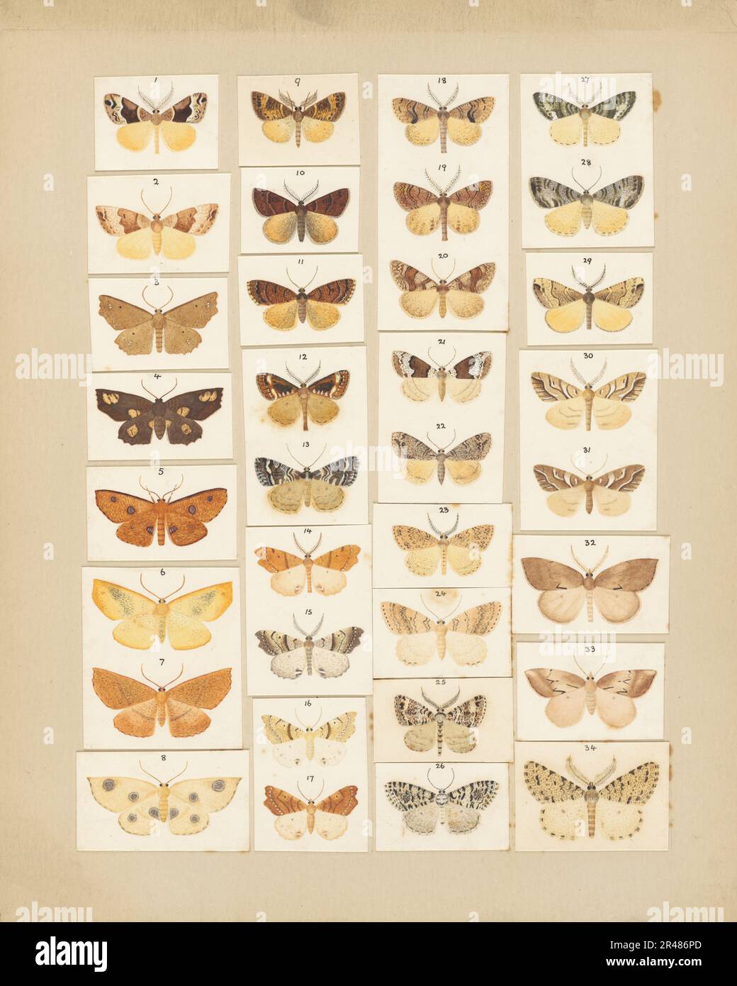 Butterflies poster hi-res stock photography and images - Alamy