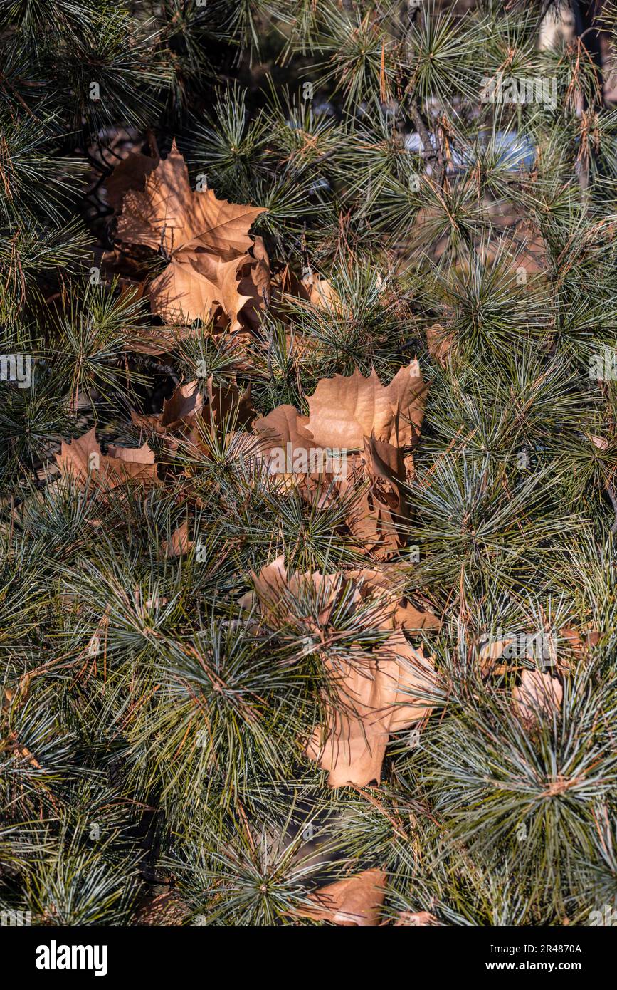 A tall, evergreen tree standing in a wooded area, its branches covered ...