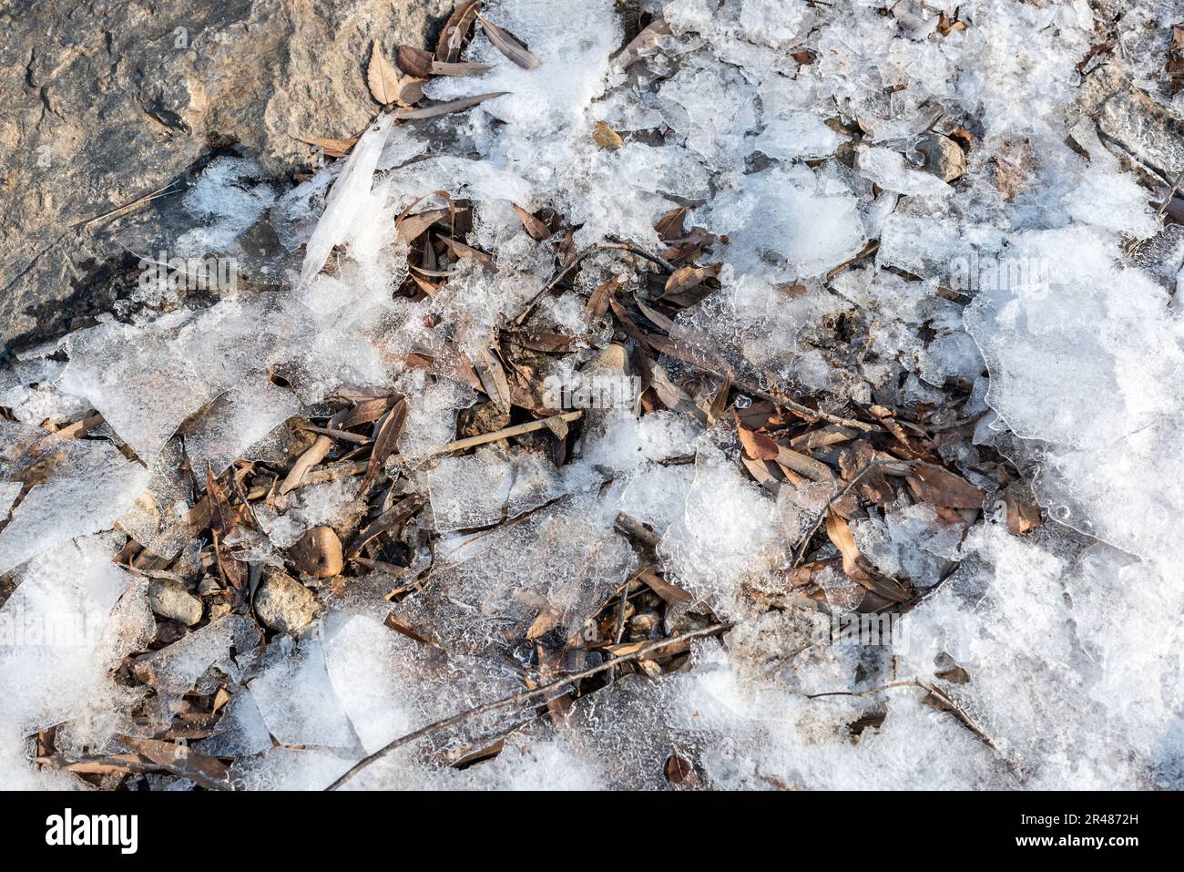 A vibrant winter scene featuring a patch of untouched snow atop a bed ...