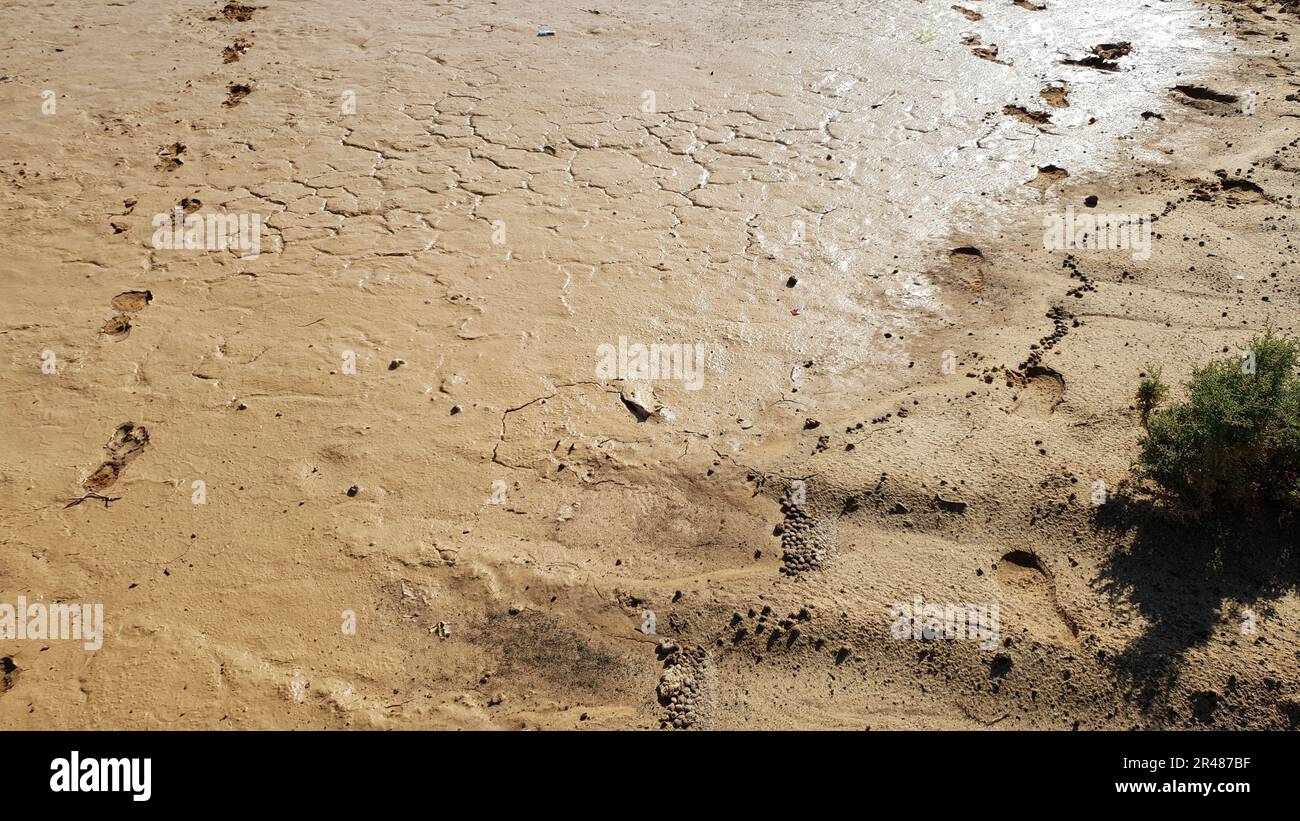 A shallow muddy puddle filled with footprints and rocks under the ...