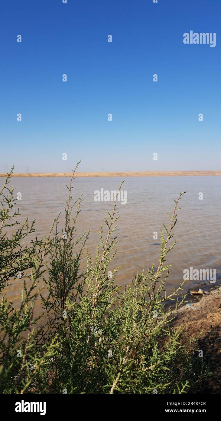 A pristine body of water with a lush bush in its foreground Stock Photo ...