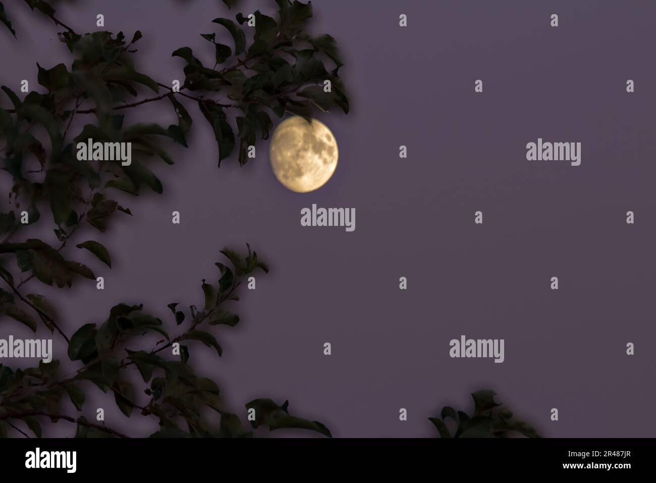Full moon in a magical sky with the leaves of an apple tree in the ...