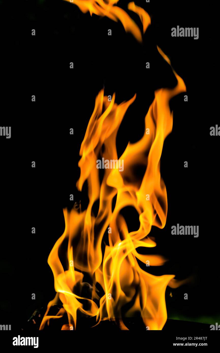 The fire of a campfire with beautiful yellow-orange colors of the ...