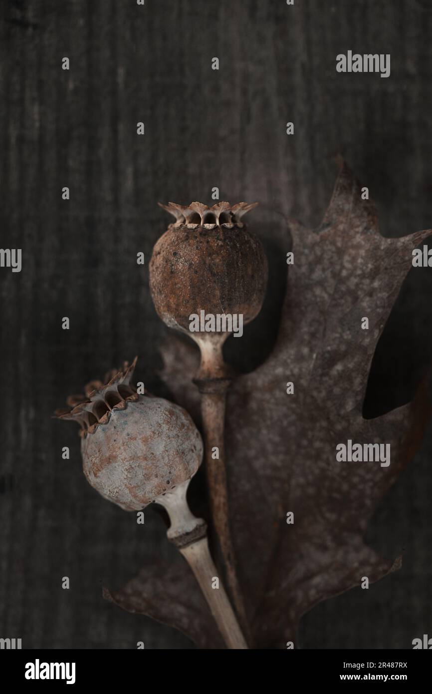 Dry Poppy Heads On Old Wood Background. Rustic Background. Depressive ...