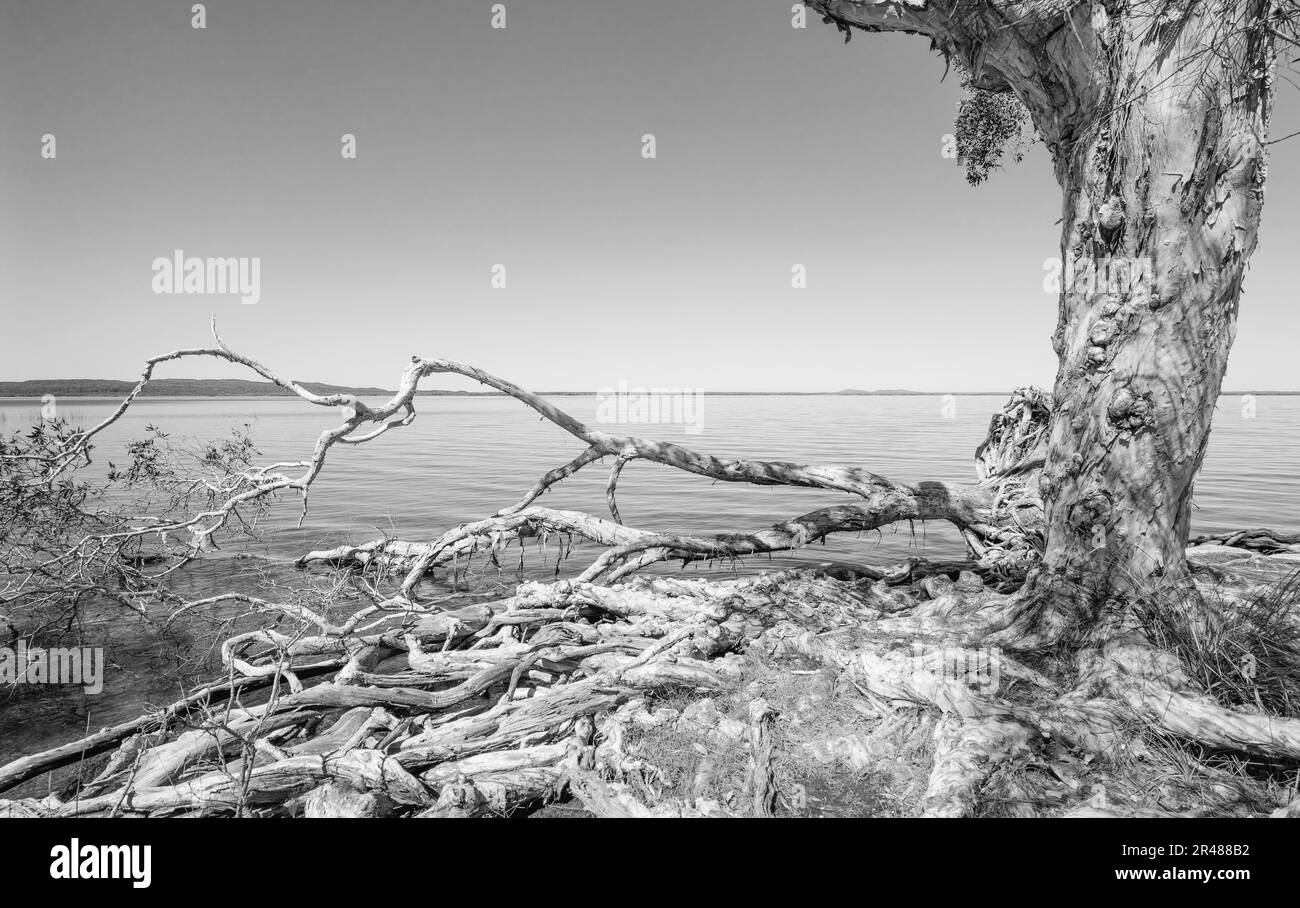 Black and white image of Sunlit scene of old Melaleuca paperbark tea ...