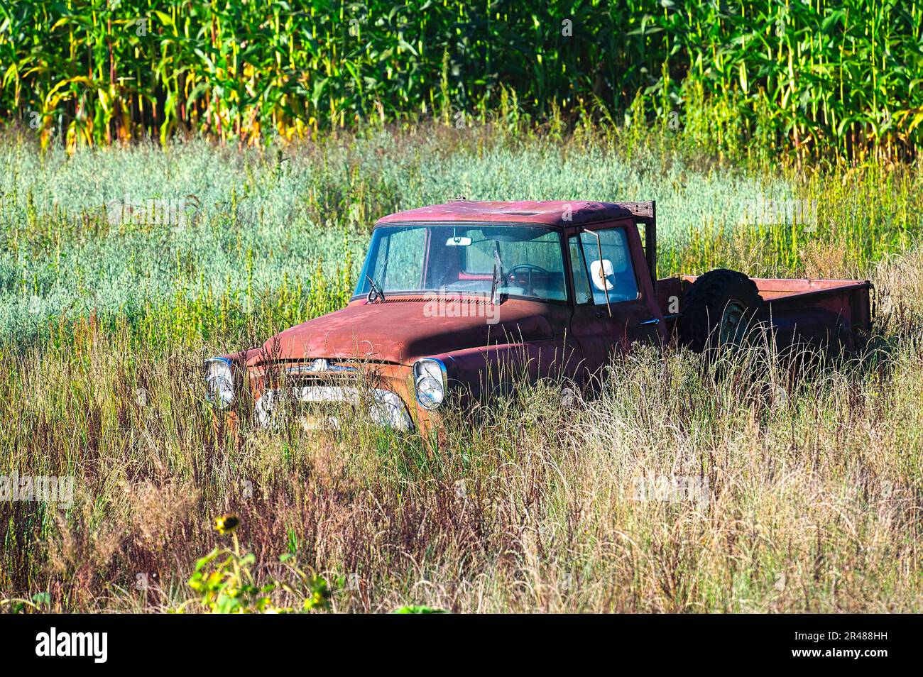 Old, rusty pickup truck abandoned beside a field of corn with long ...
