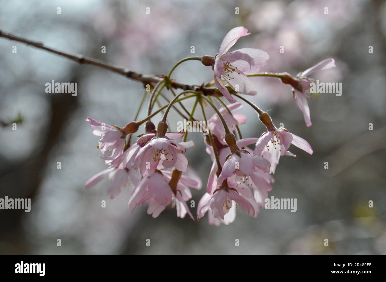 Sakunami hi-res stock photography and images - Alamy