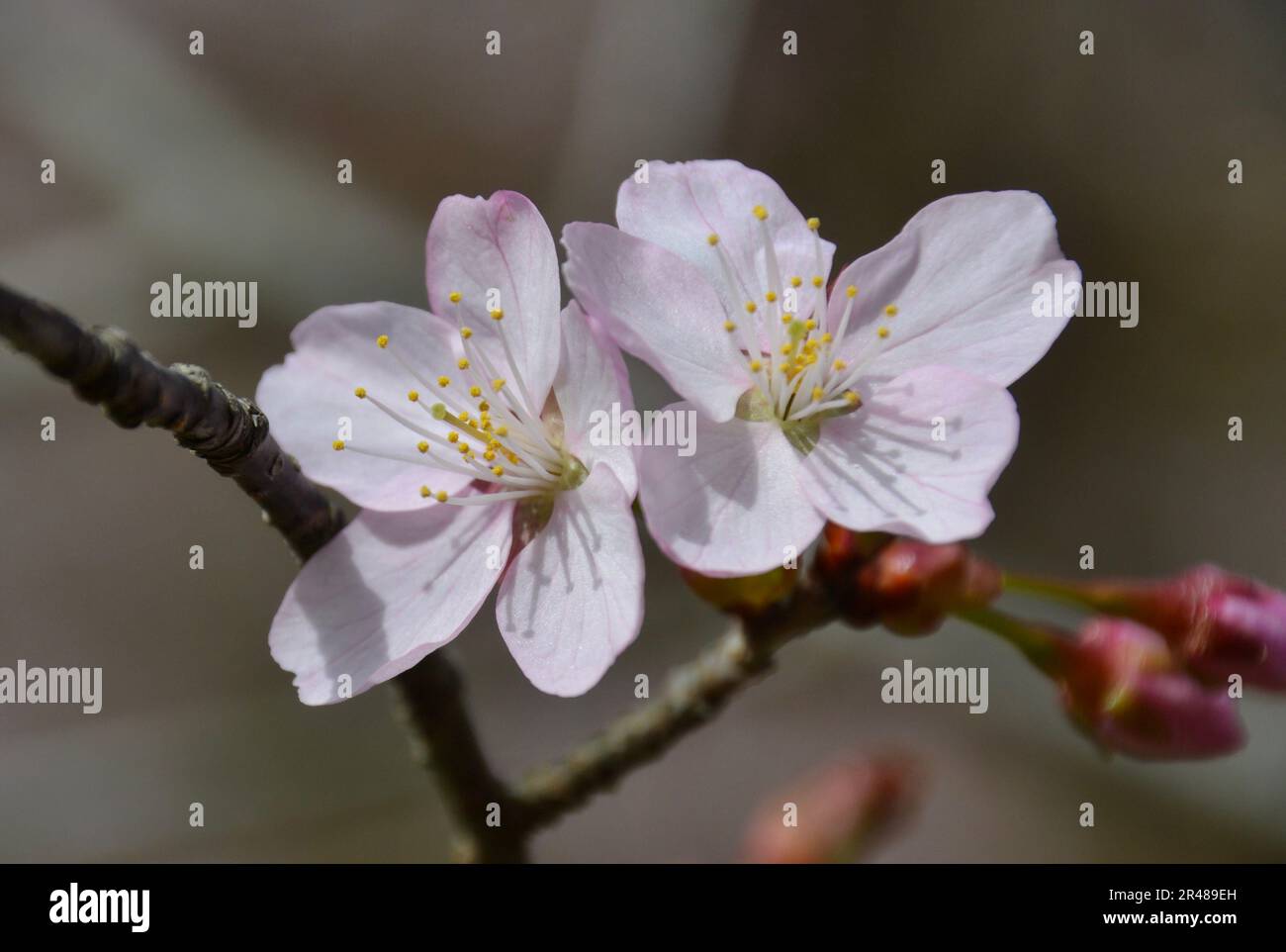 White sakura flower hi-res stock photography and images - Alamy