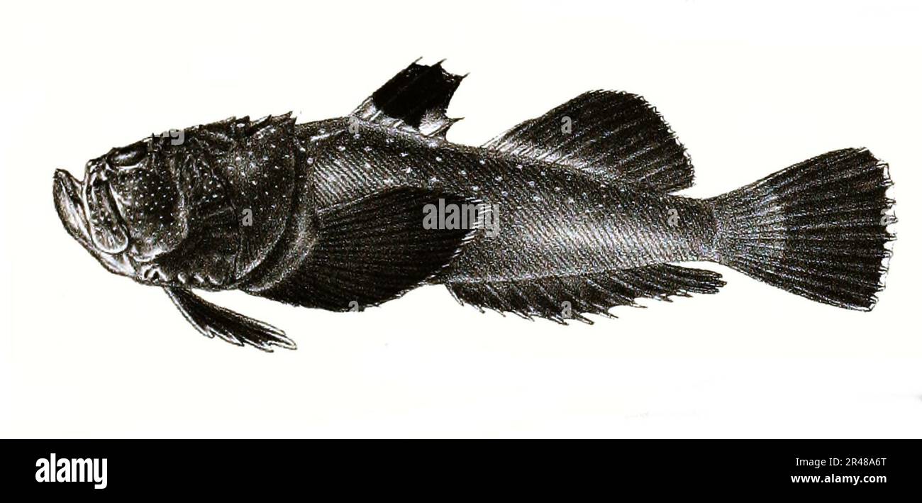 Uranoscopus marmoratus hi-res stock photography and images - Alamy