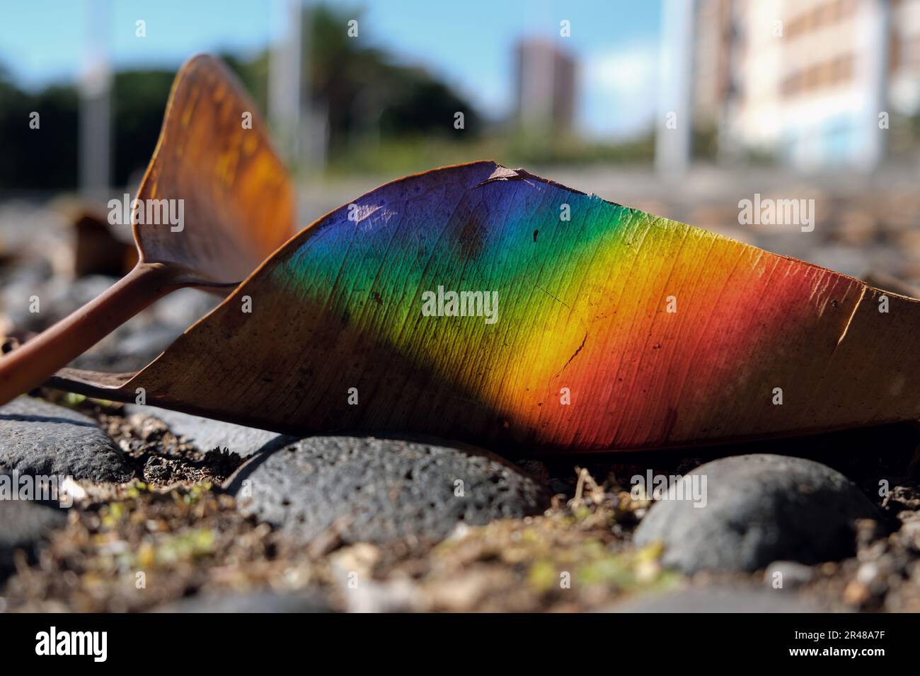 An oar in the shape of a rainbow resting on a rocky surface surrounded ...