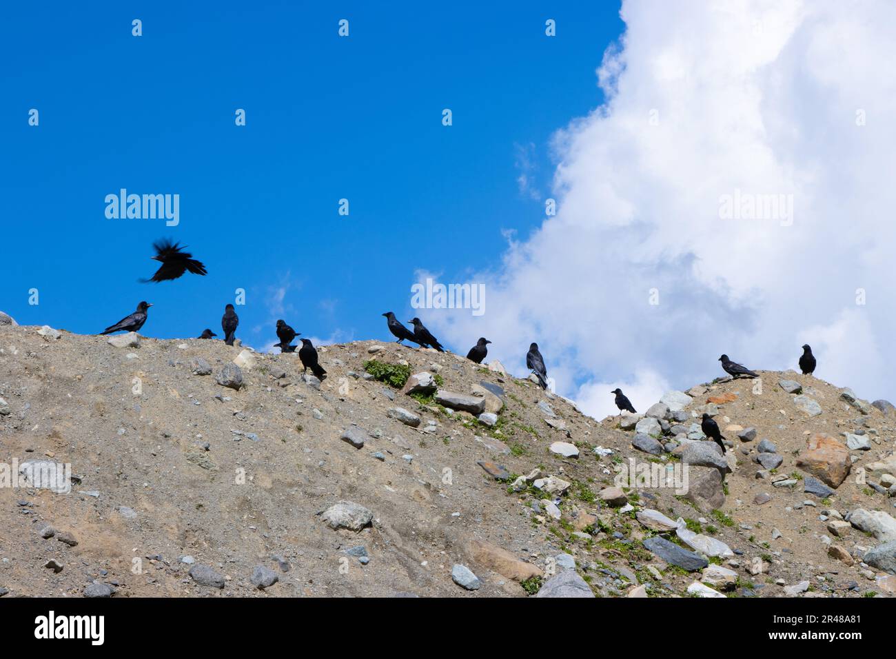 A low angle shot of a flock of black birds on the side of a cliff under ...