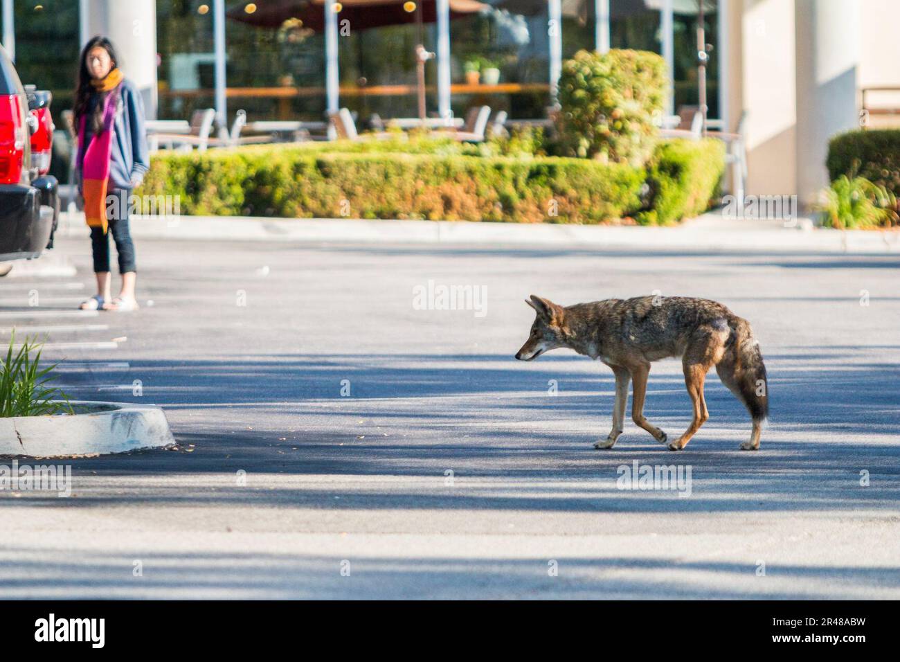Urban Coyotes (35970290544 Stock Photo - Alamy