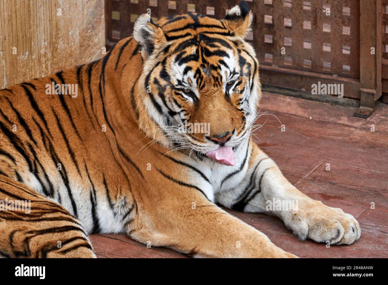 A closeup shot of a majestic Bengal tiger in its habitat in a zoo Stock ...