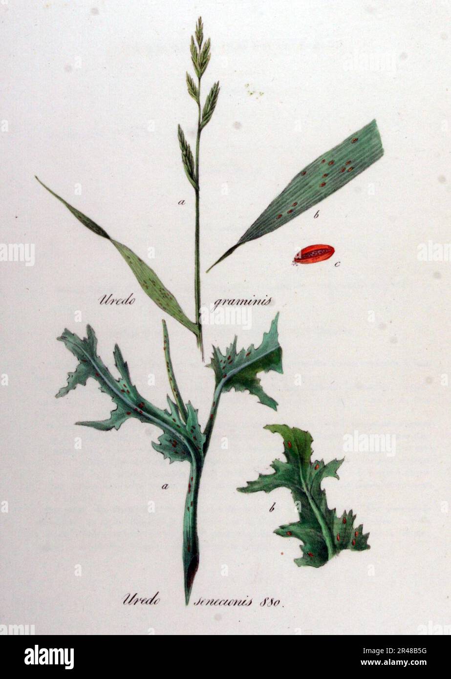 Uredo hi-res stock photography and images - Alamy