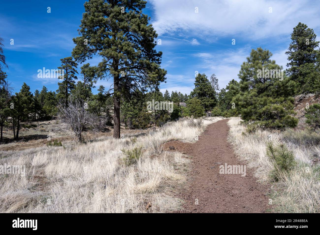 A scenic pathway leading up to a lush forest nestled among tall trees ...