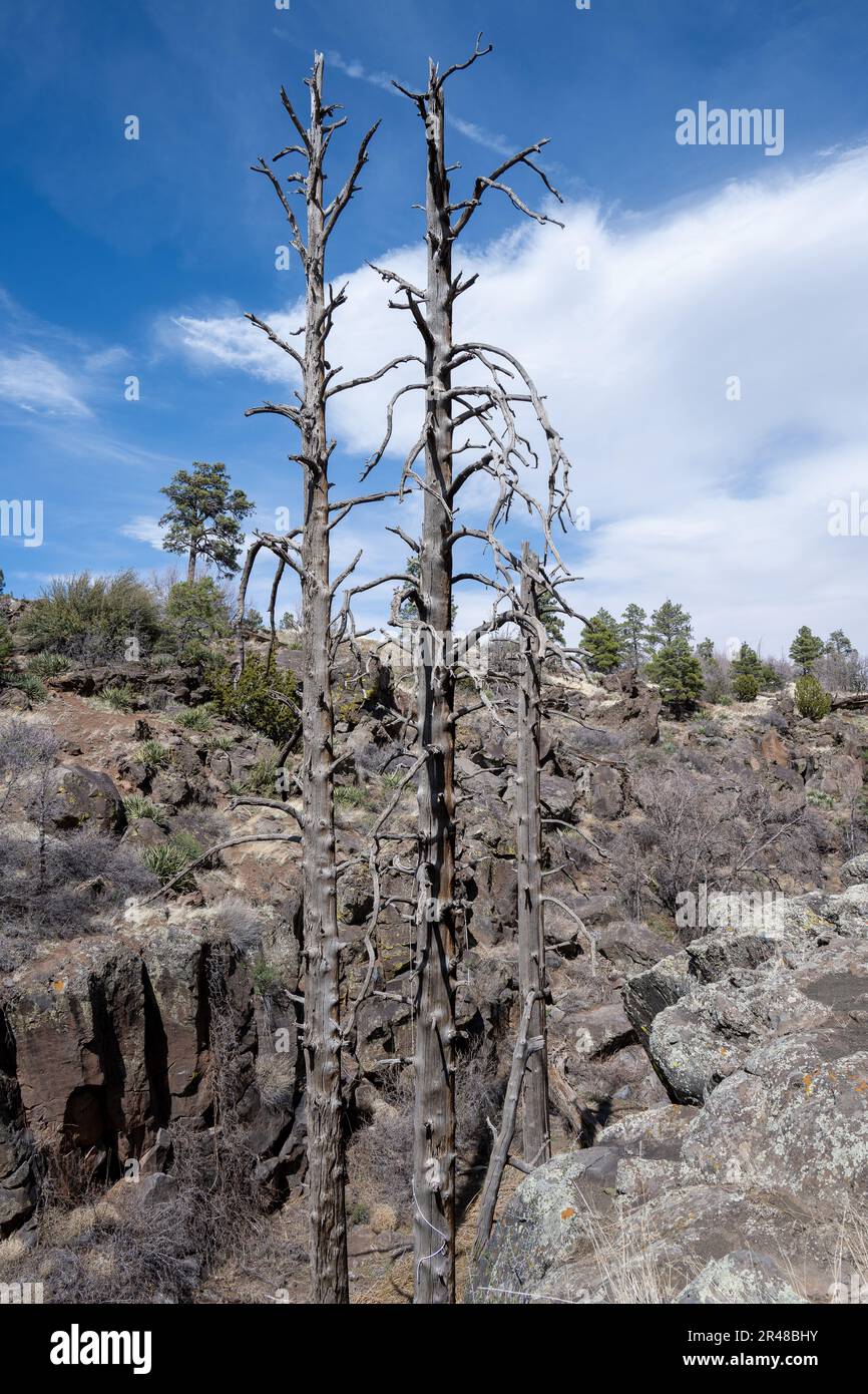 The tree trunks standing tall in the middle of a dry desert landscape ...