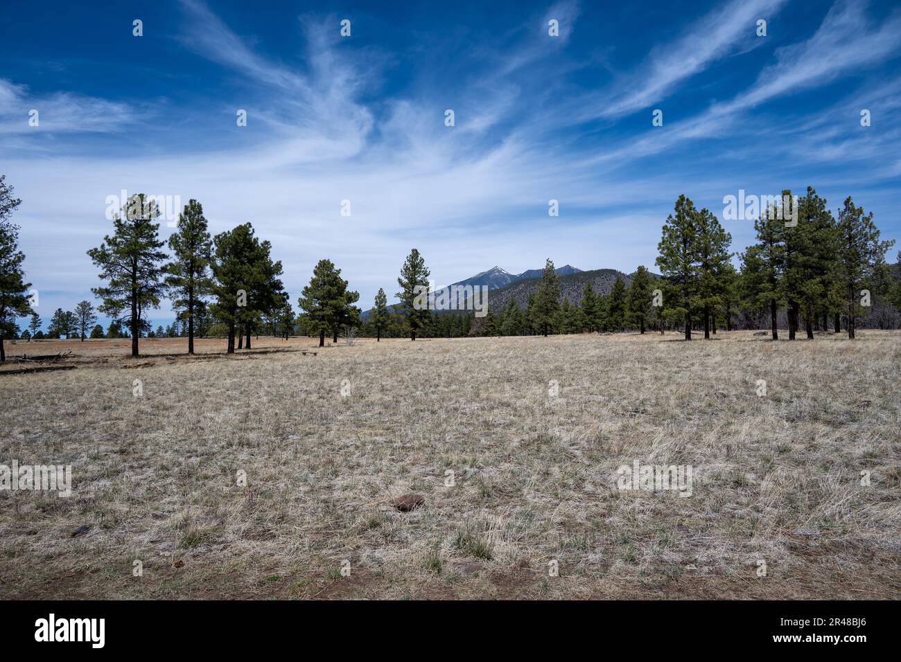 A lush meadow, trees in the foreground, and snow-capped mountain peaks ...