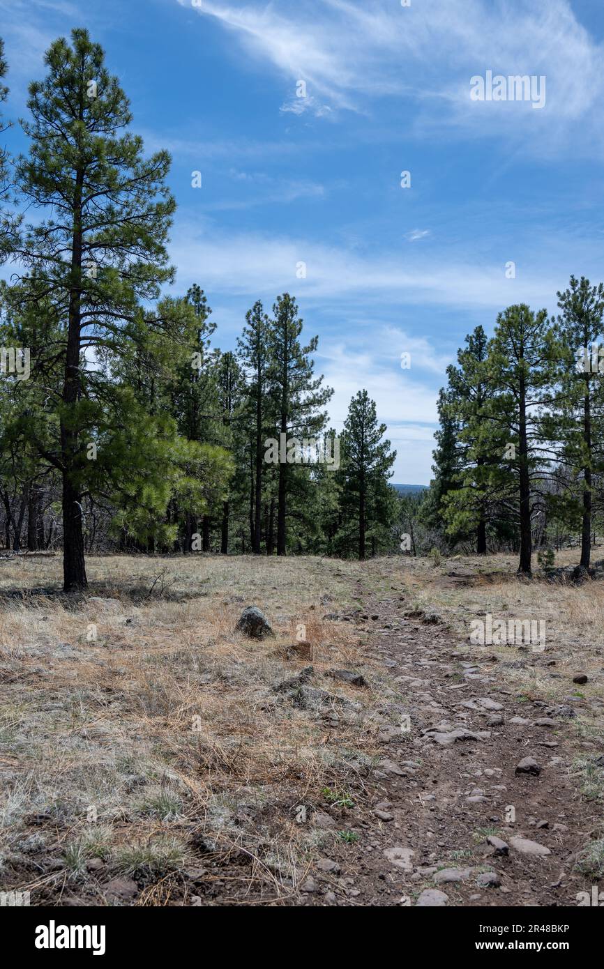 The high trees standing on a winding road, illuminated by a bright blue sky, Flagstaff, Arizona ...