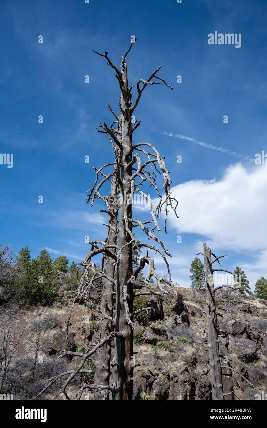 A barren tree trunk standing tall in an isolated mountain range ...