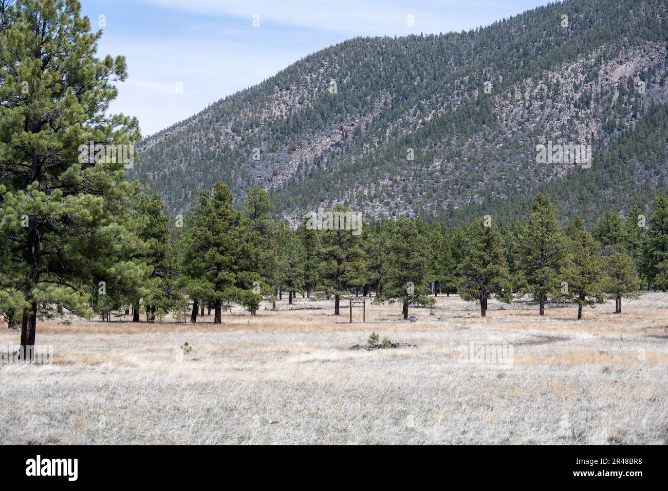 A majestic view of the mountains, with lush green grass and tall trees ...