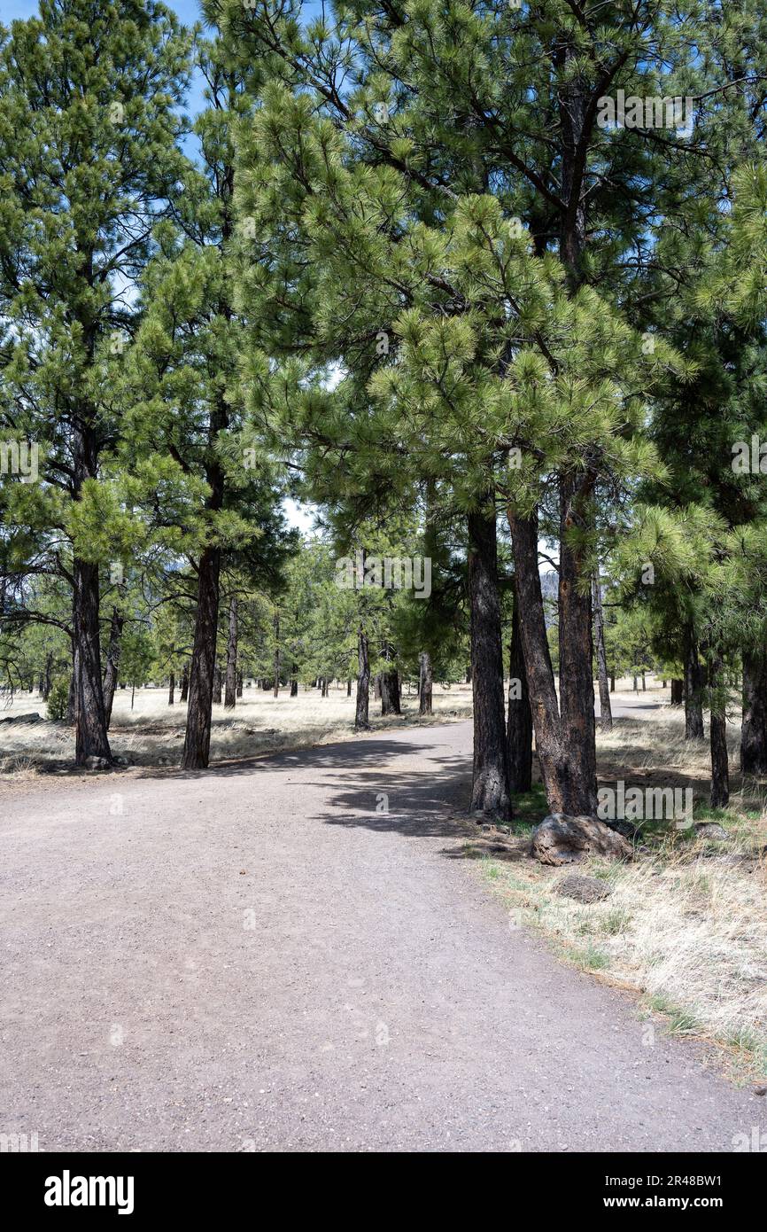 A scenic road running between pine trees in a wooded area, Flagstaff ...