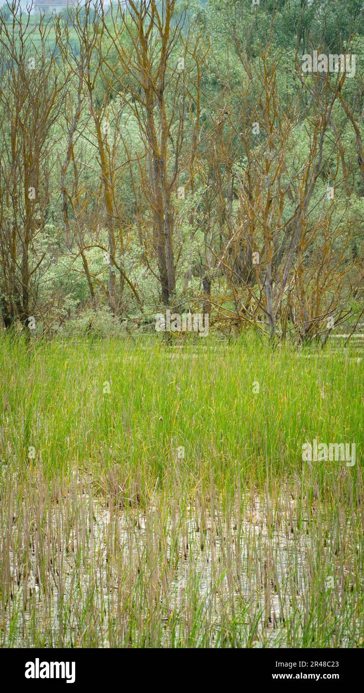 Misty forest landscape. Dead trees and swamp in a spooky forest ...