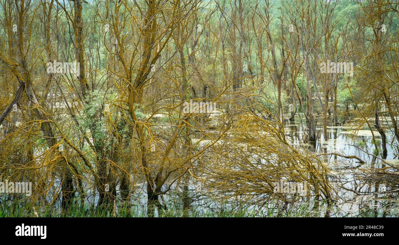 Misty forest landscape. Dead trees and swamp in a spooky forest ...