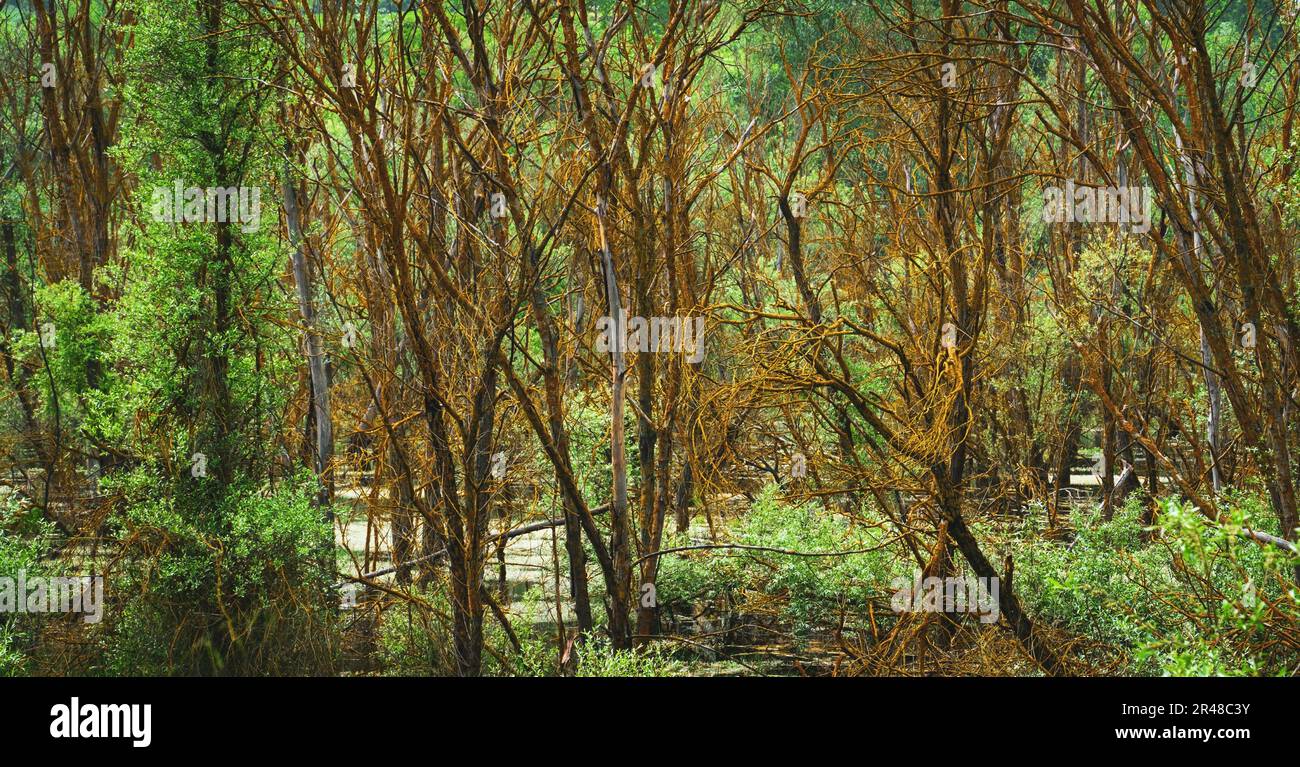 Misty forest landscape. Dead trees and swamp in a spooky forest ...